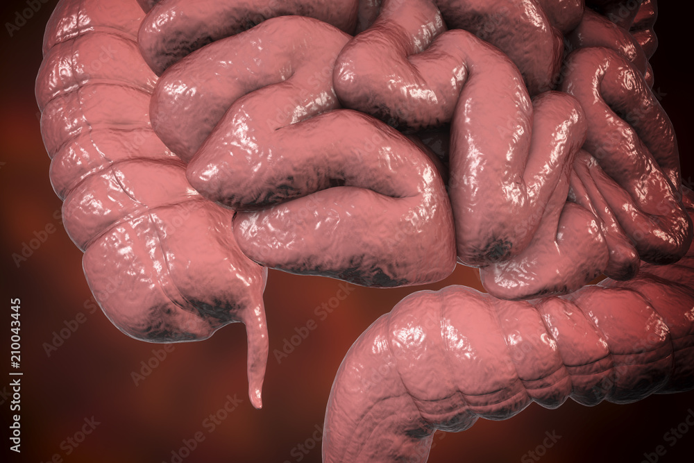 Human colon with appendix, 3D illustration. Anatomy of human digestive ...