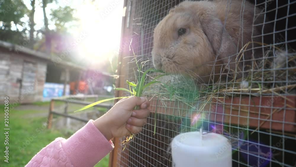 Vidéo Stock Chewing muzzle child in the village on grandparents farm ...