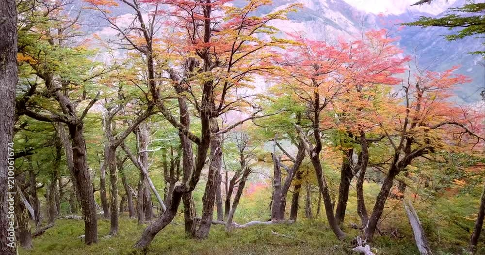 Aerial view of the forest from above autumn colorful in the native ...