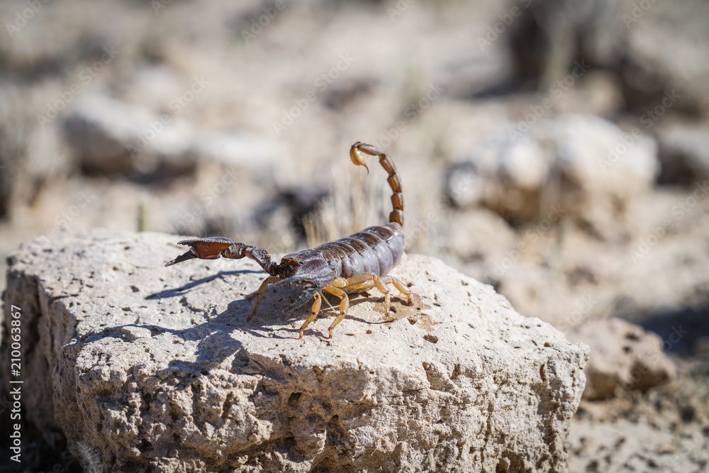 Burrowing scorpion in Namibia Stock Photo | Adobe Stock