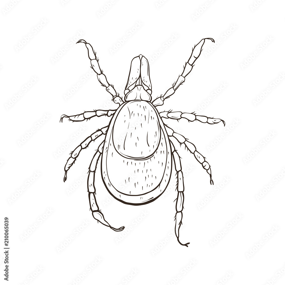 Tick parasite isolated on white background. Vector illustration Stock ...