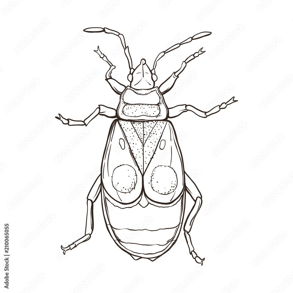 Hand drawn red soldier bug isolated on white background. Vector ...