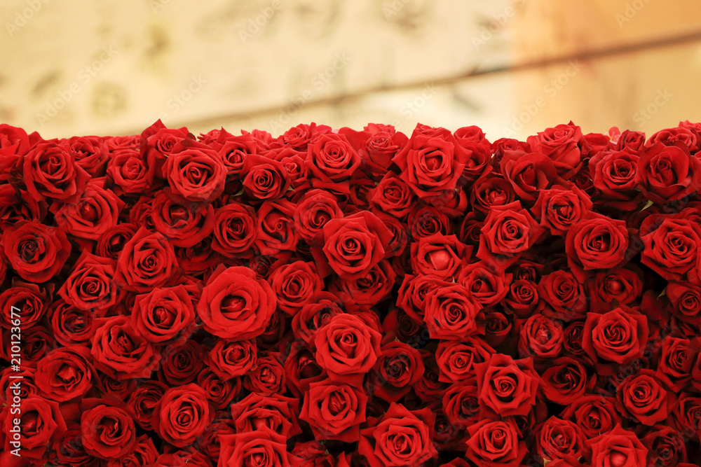 Flower wall, natural red roses background with blurred space on top ...