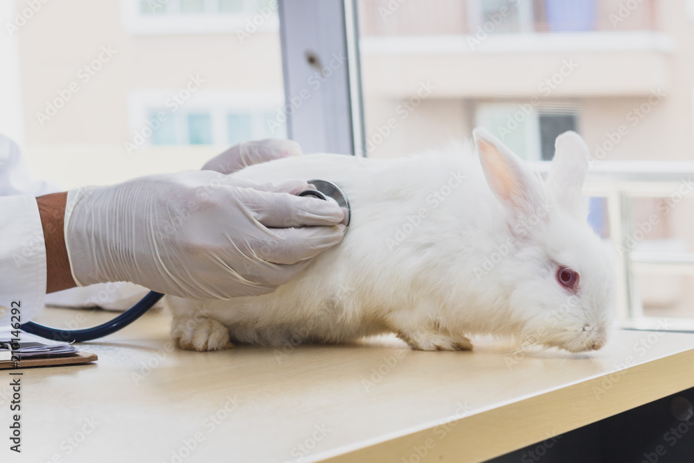 scientists using rabbit experiments in animal disease Stock Photo ...