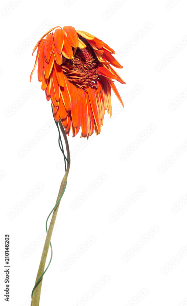 Withered flower of Gerbera (genus of plants in the Asteraceae or daisy ...