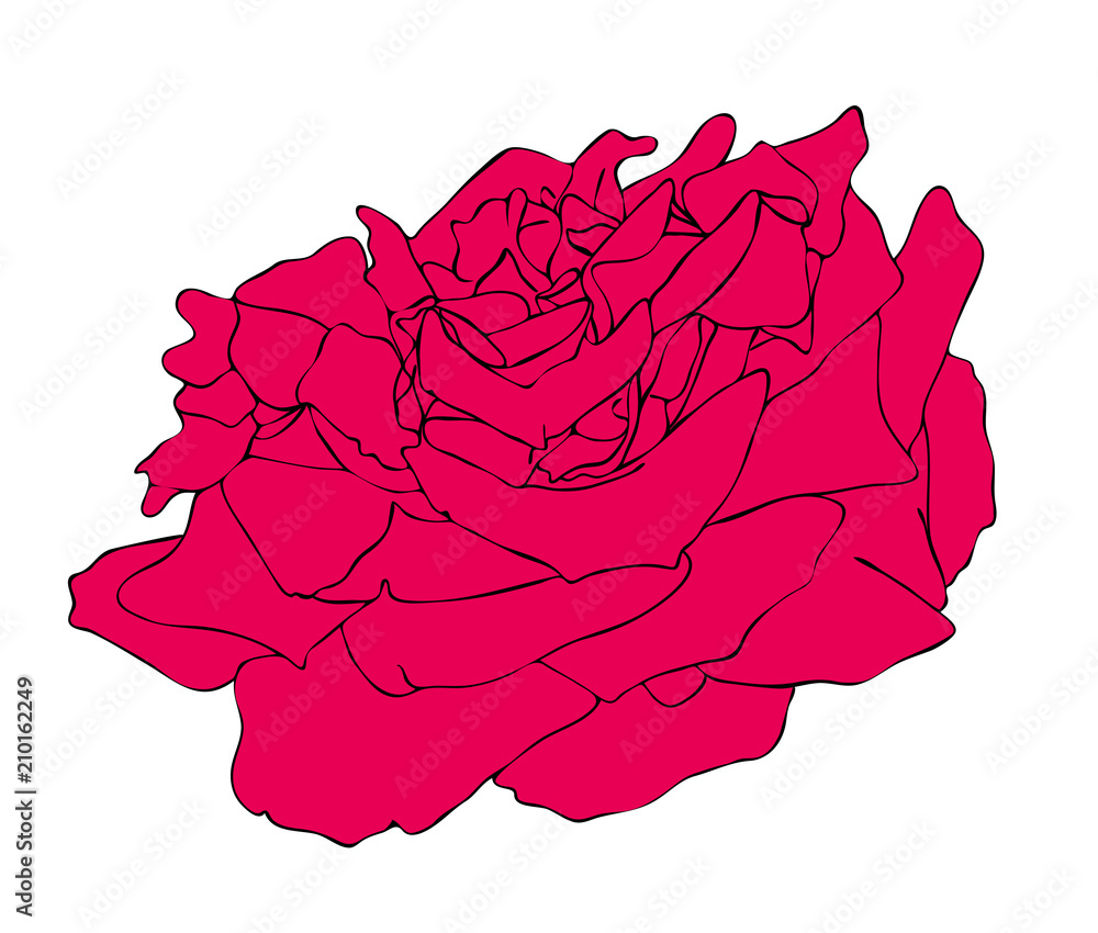 Vector illustration, isolated red rose flower, outline hand painted ...