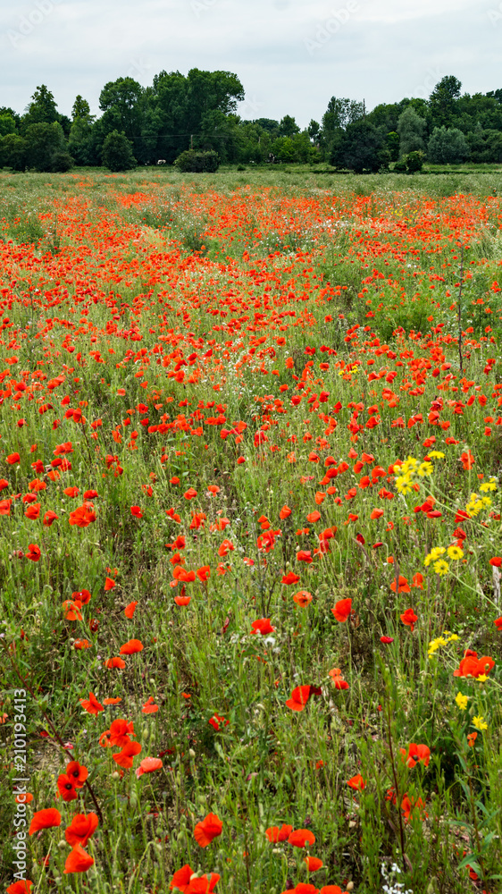 Poppy Field Flanders