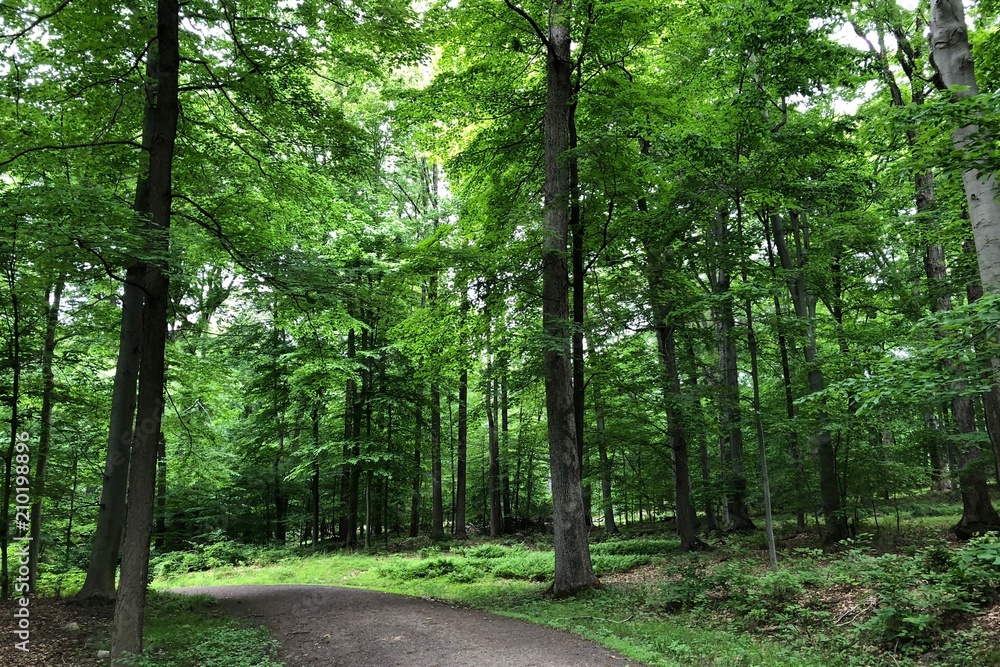 Trail among the forest in Rockefeller State Park Reserve during spring ...