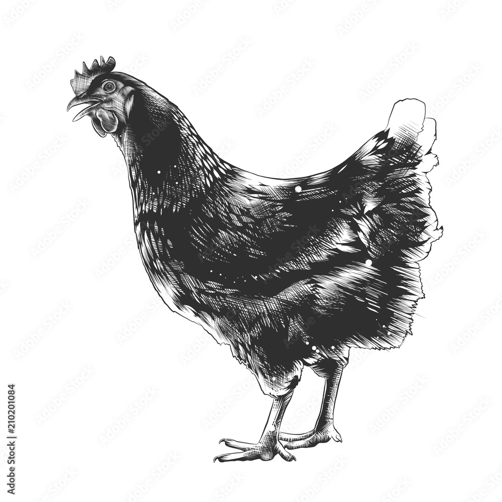 Vector engraved style illustration for posters, decoration and print ...