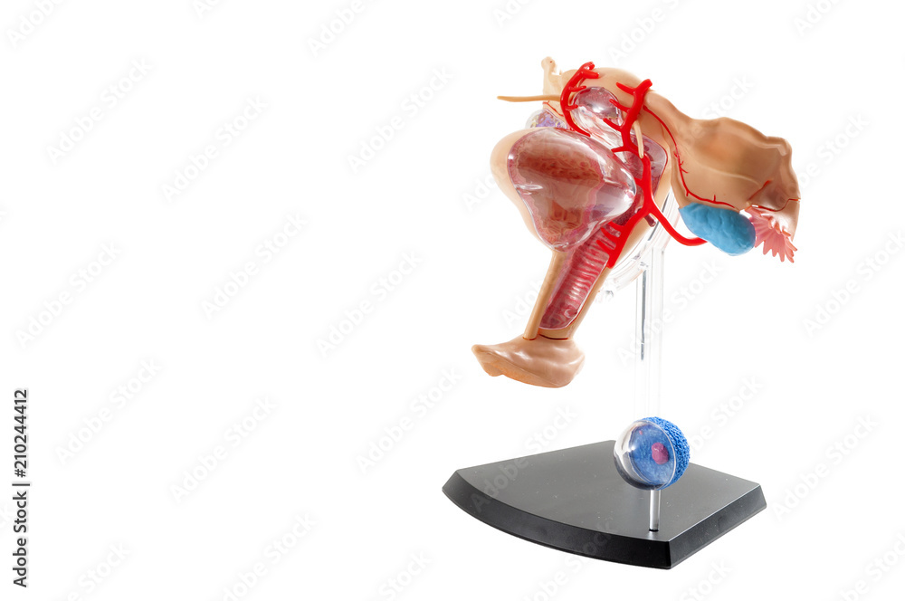 Foto de Female anatomy and women reproductive system concept with a ...