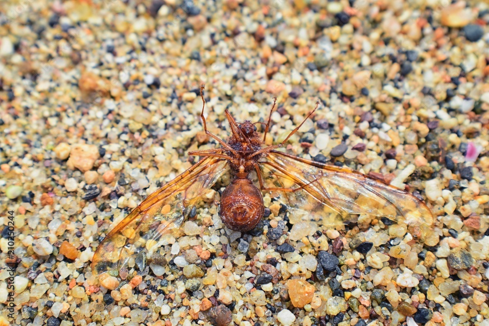 Winged Male Drone Leafcutter ants, macro close up view, dying on beach ...