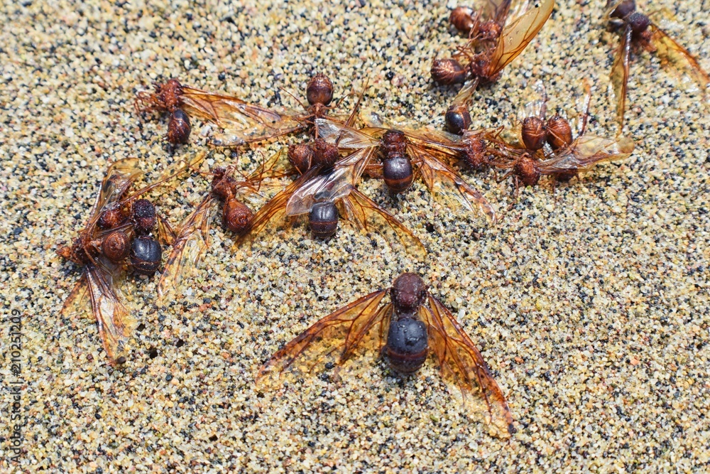 Winged Male Drone Leafcutter ants, macro close up view, dying on beach ...
