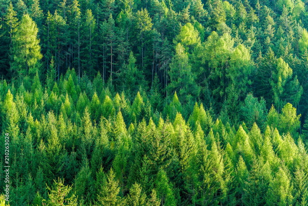 Green forest of fir and pine trees landscape. Stock Photo | Adobe Stock