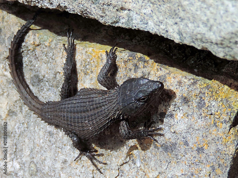 Black girdled lizard (Cordylus niger) endemic lizard of the Table ...