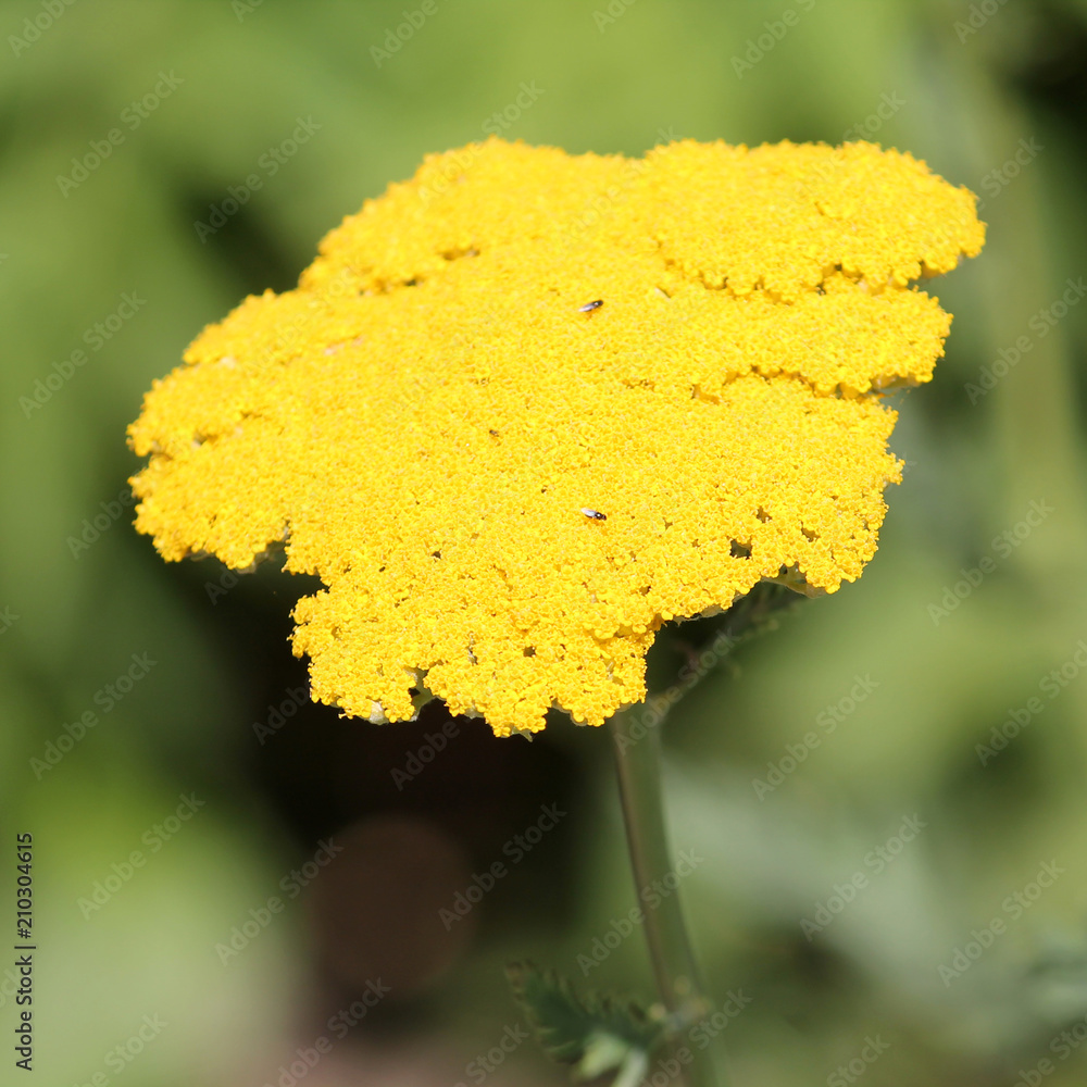 Yellow flower of Achillea filipendulina or fernleaf yarrow Stock Photo ...