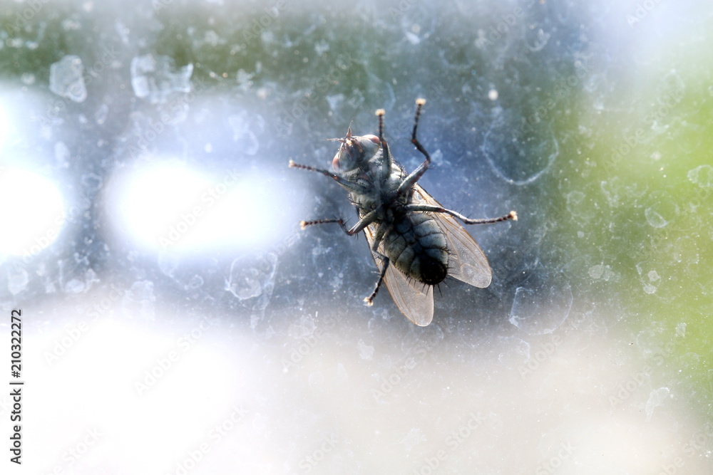 House fly on the windshield dirty, Chrysomya megacephala (Fabricius ...