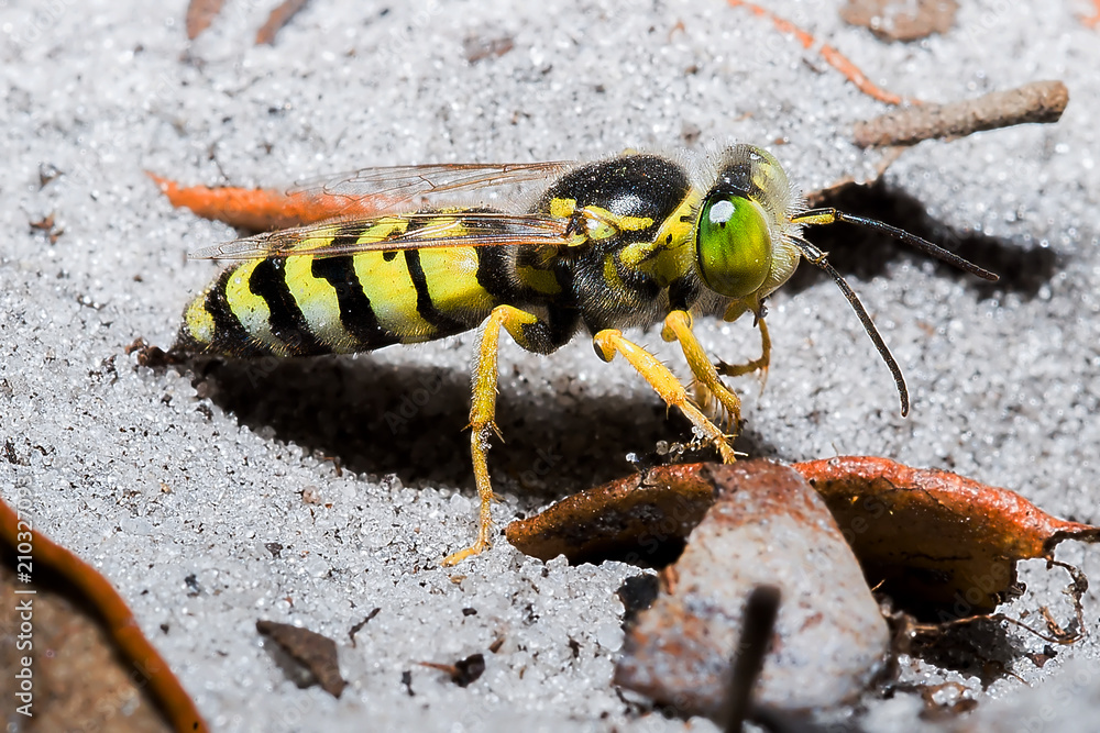 Photo of a digger wasp (Crabronidae), possibly a Bembix. sp. It was ...