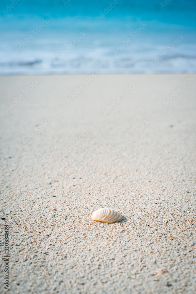Seashell on sandy beach with white foam of rolling ocean waves in ...