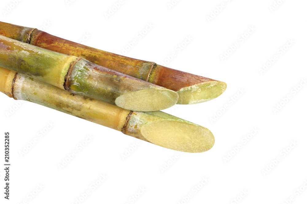 Sugar cane, Cane, Sugarcane piece fresh, Sugar cane on white background ...