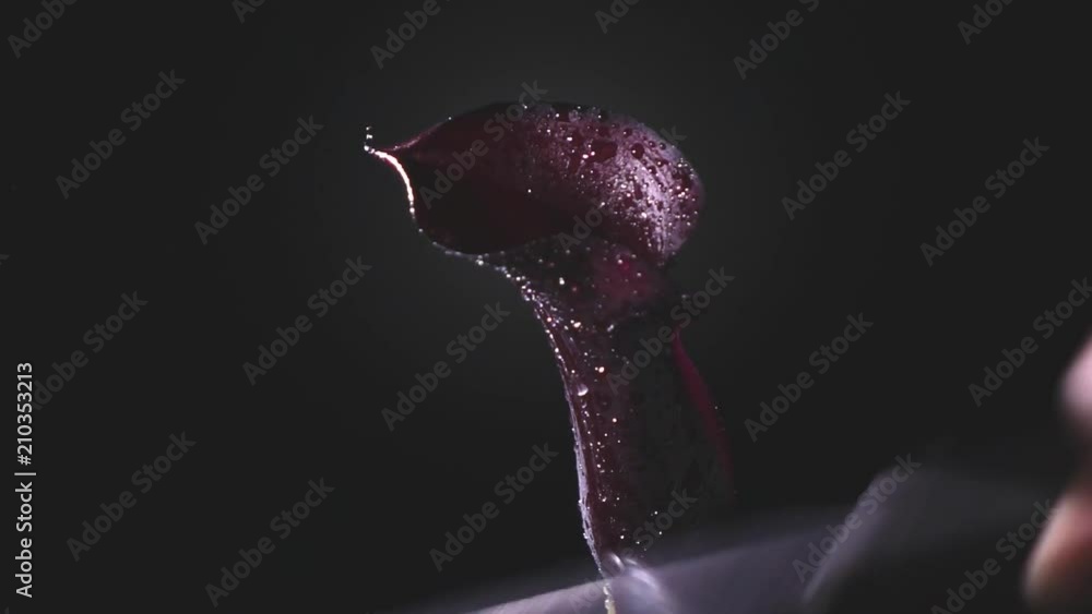 The hand of a man with a knife cuts the flower of a calla lilly of ...