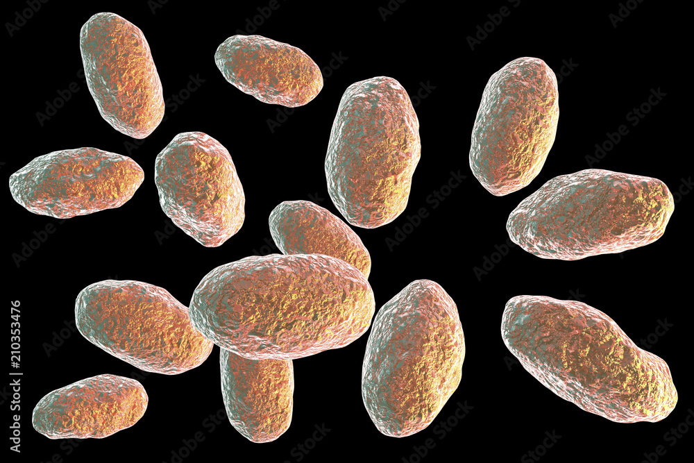 Yersinia pseudotuberculosis bacteria, 3D illustration. Gram-negative ...