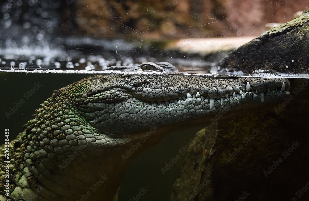 cocodrilo Stock Photo | Adobe Stock