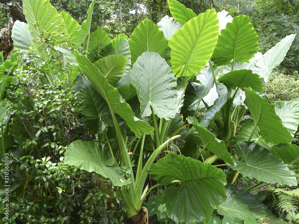Sunlit Large Taro Elephant Ear Plants. Sunlit Elephant Ear plants, also ...