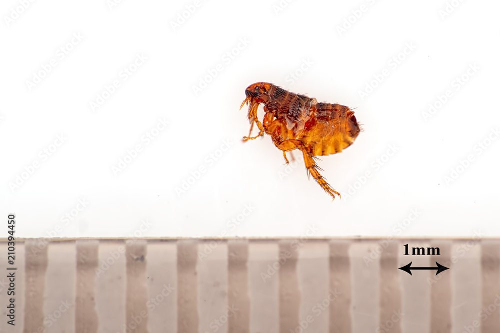 Flea with ruler showing millimeters for scale indicating size ...