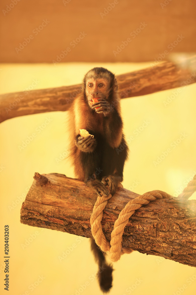 Funny Capuchin Monkey