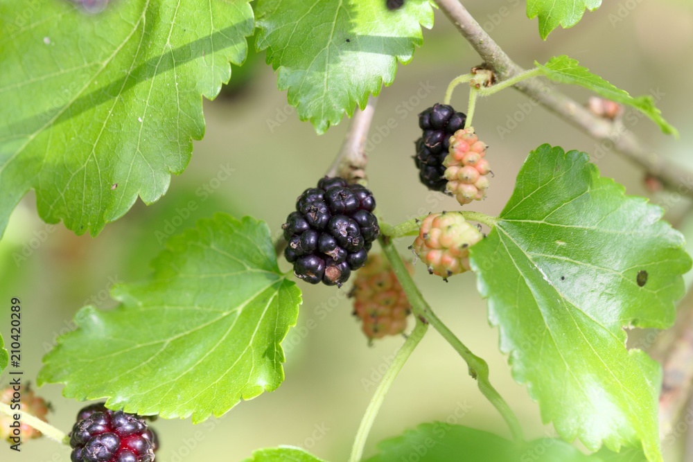 Fruits of a black mulberry tree (Morus nigra) Stock Photo | Adobe Stock