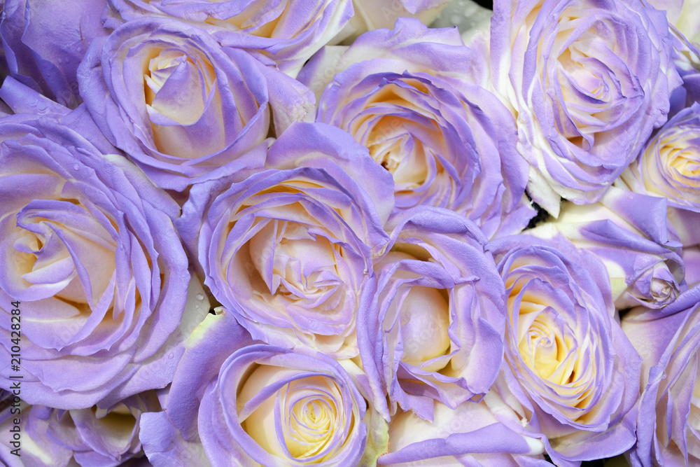 Light Purple Roses Wallpaper