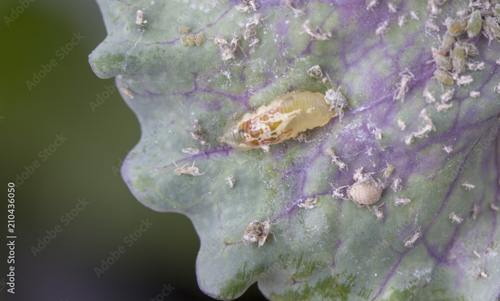 The larva of the scarlet flies eats aphids on the cabbage. Natural ...