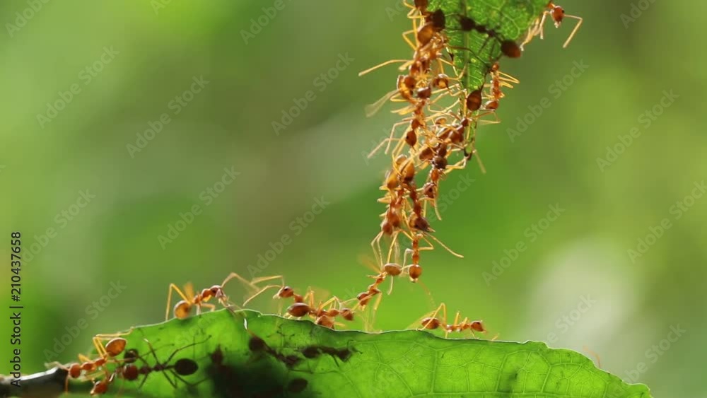 Ant action standing.Ant bridge unity team,Concept team work together ...