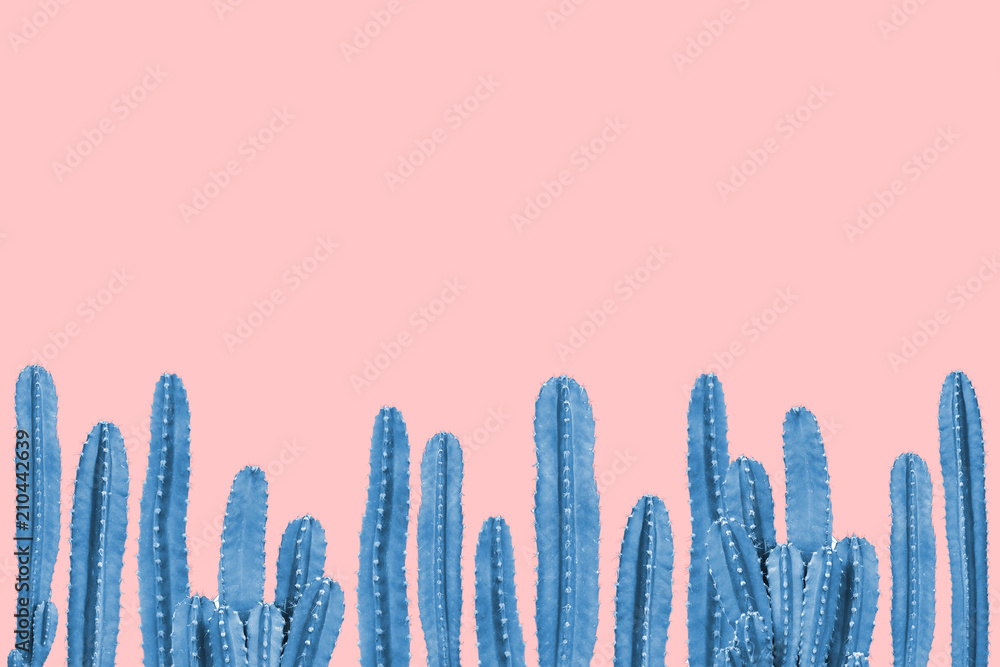 Blue cactus on pink background Stock Photo | Adobe Stock