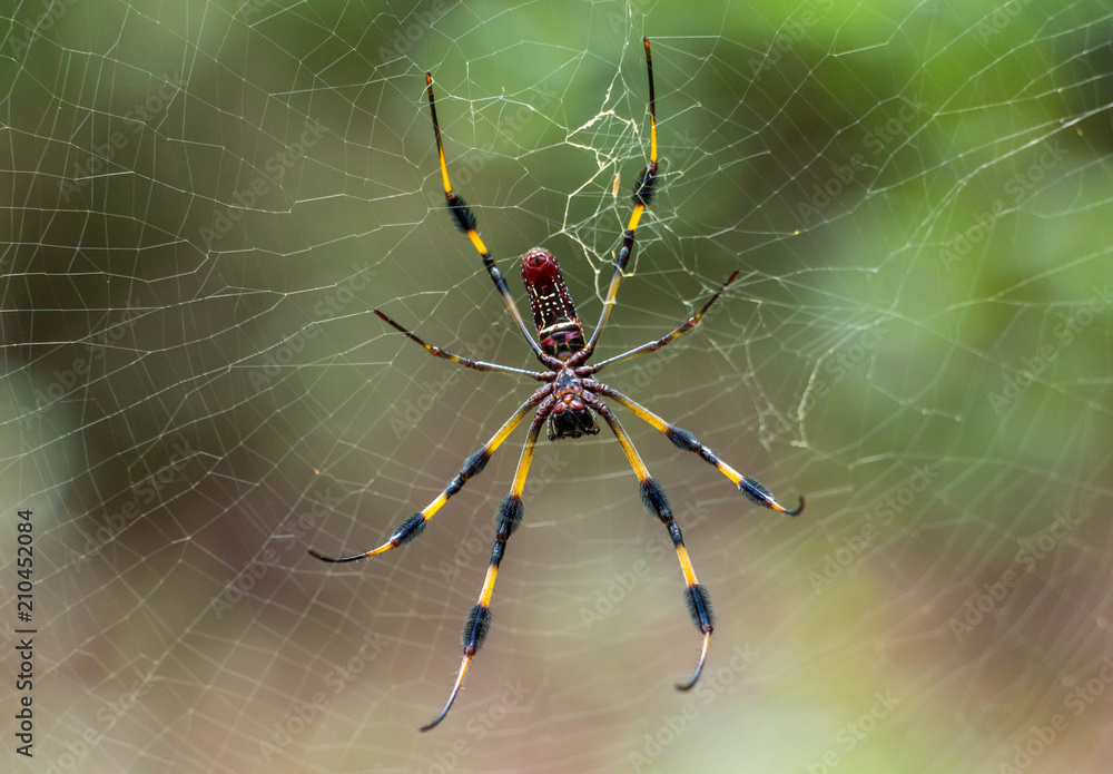 Golden Silk Orb-weaver spider (Trichonephila clavipes) closeup in web ...