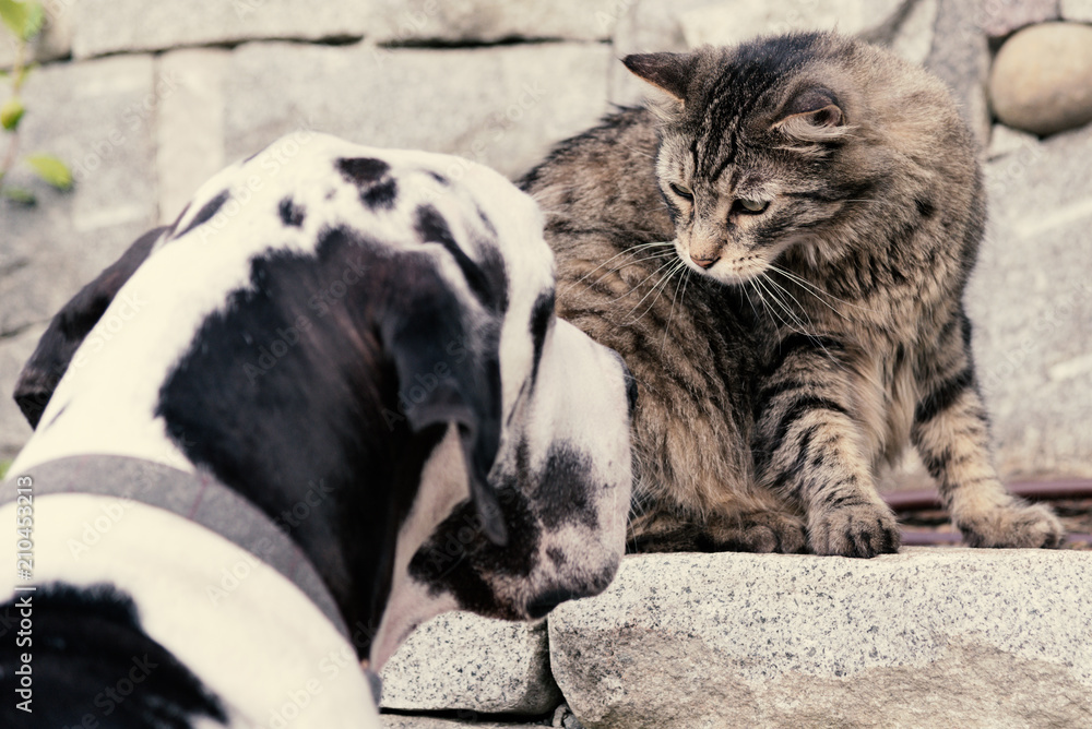 Great Dane And Cat