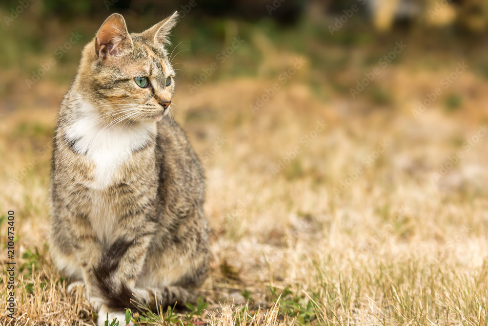 Schöne bunte Katze schaut in die Natur Stock Photo | Adobe Stock