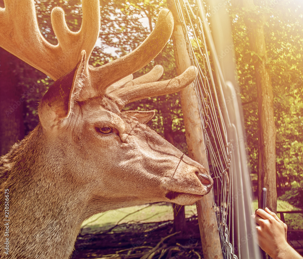 Deer behind the fence is photographed on a mobile phone. Concept ...