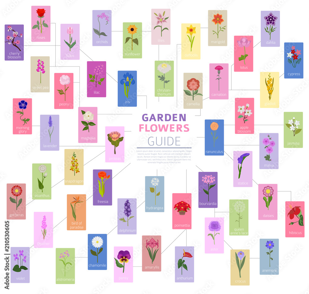 Your garden guide. Top 50 most popular flowers infographic Stock Vector ...