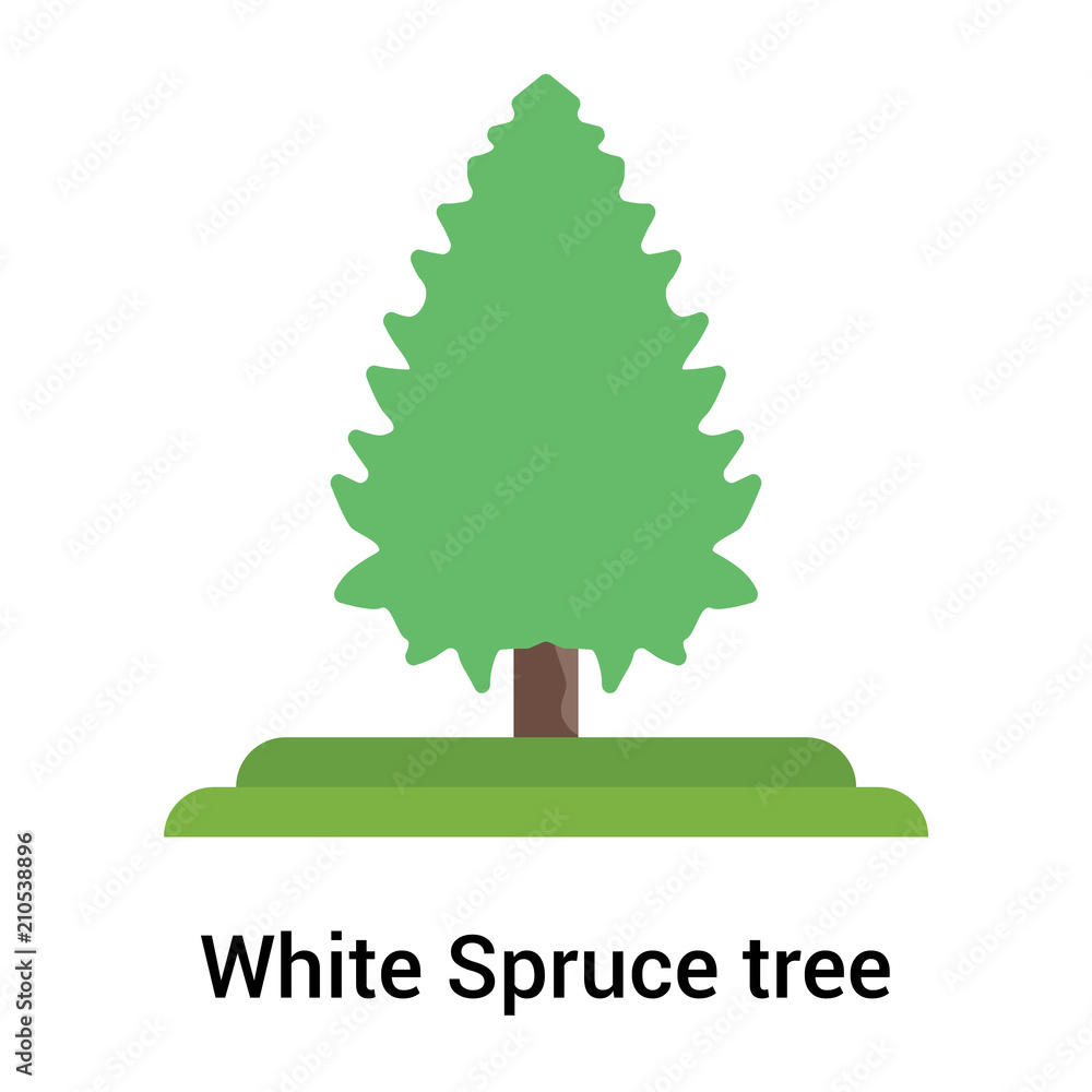 White Spruce tree icon vector sign and symbol isolated on white ...