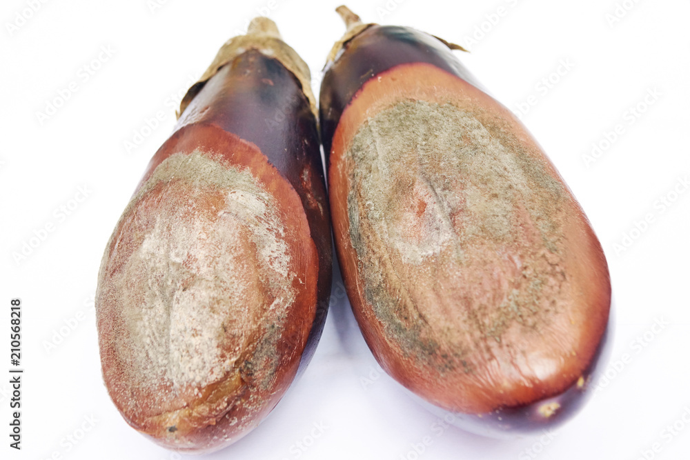 Spoiled Eggplant