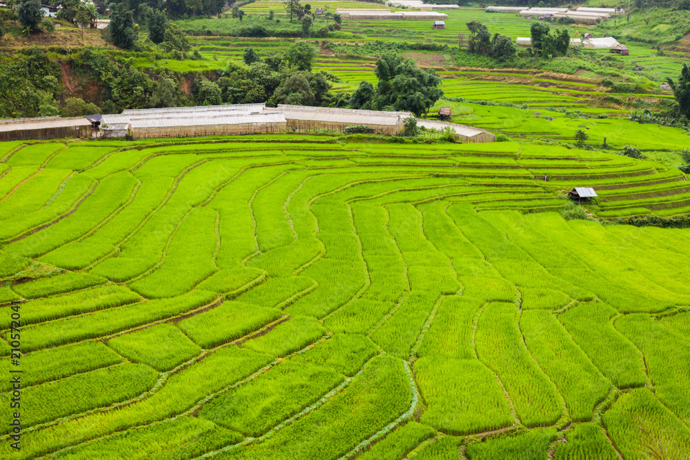 Green of rice terrace located on hill of mountain view located at ...