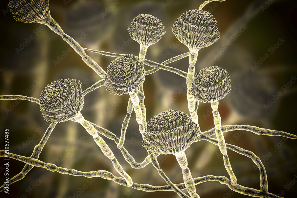 Fungi Aspergillus, black mold, which produce aflatoxins, cause ...