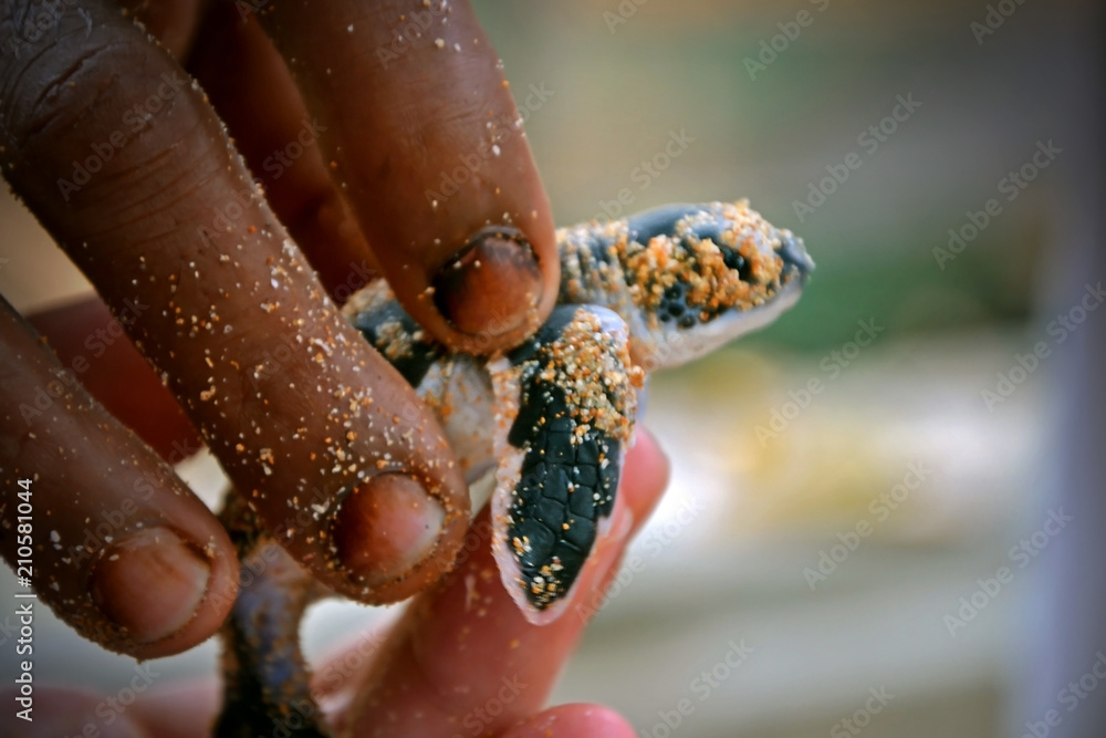Foto de The fingers of a black and white man hold a baby turtle. Humans ...