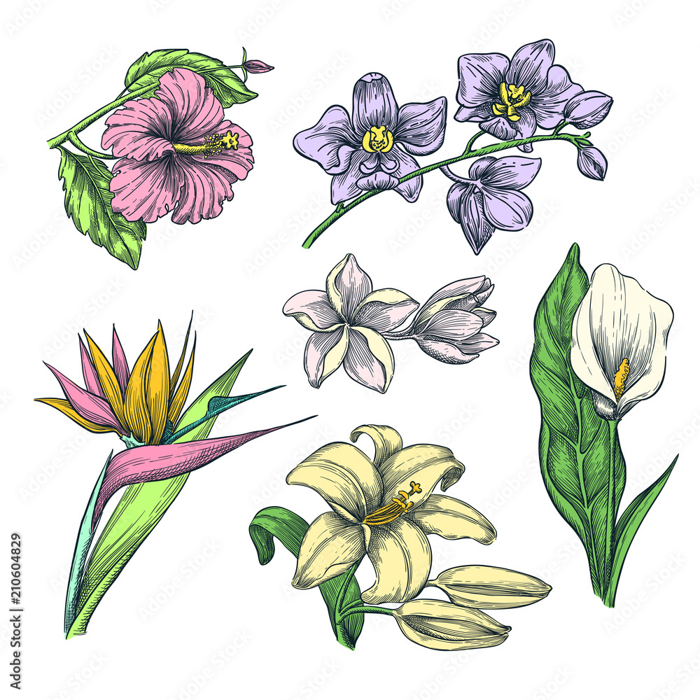 Tropical colorful flowers set, vector sketch illustration. Hand drawn ...