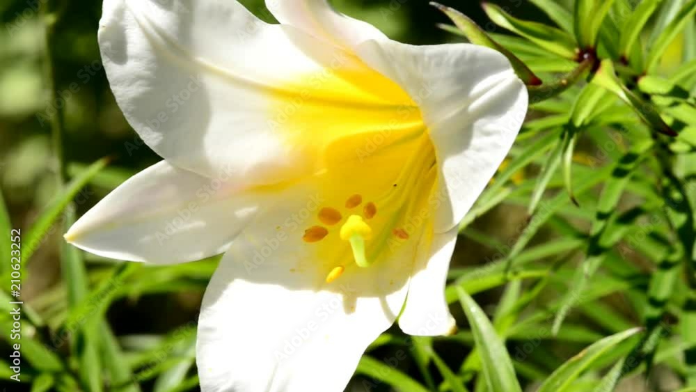 Regal lily, Lilium regale, medieval symbol and medicinal plant Stock ...