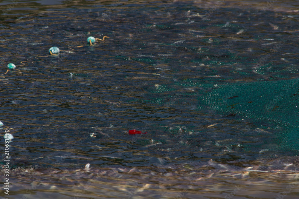 Fisherman net full of thousands of Mullus barbatus (goatfish), Rusalka ...