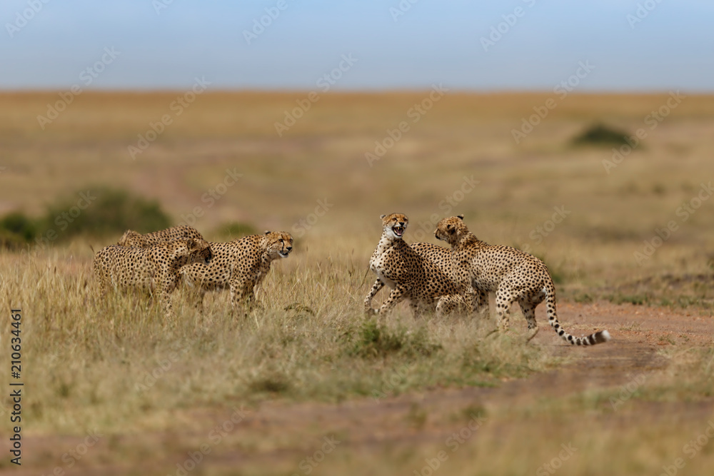 Six cheetahs fighting during mating time in the wilderness of Masai ...