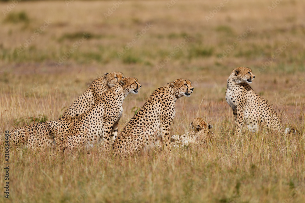 Six Cheetahs during mating time in the wilderness of, Masai Mara, Keya ...