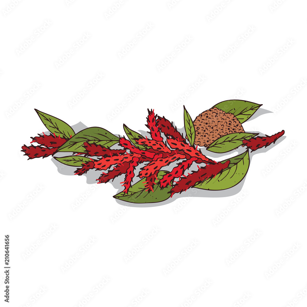 Isolated clipart of plant Amaranth on white background. Botanical ...